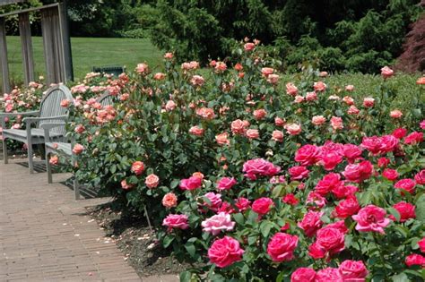 Create A Blooming Oasis 35 Gorgeous Rose Garden Ideas For Your