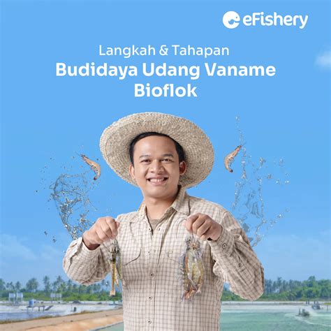 Cara Budidaya Udang Bioflok