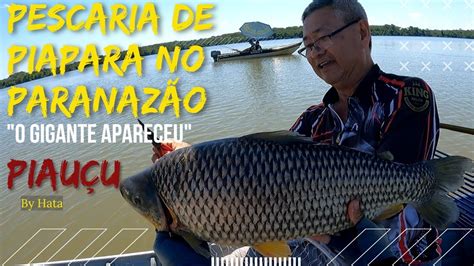 PESCARIA DE PIAU PIAPARA E PIAUÇU NO RIO PARANÁ PIAUÇU GIGANTE
