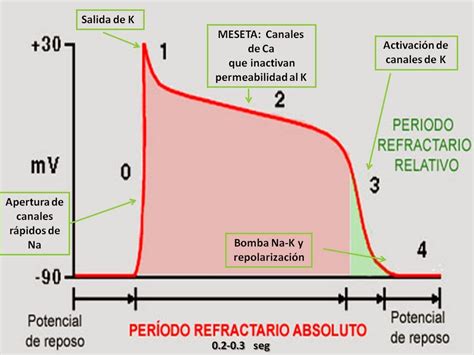 Blog de Fisiología Básica de Osel Alonso García Angulo POTENCIALES DE