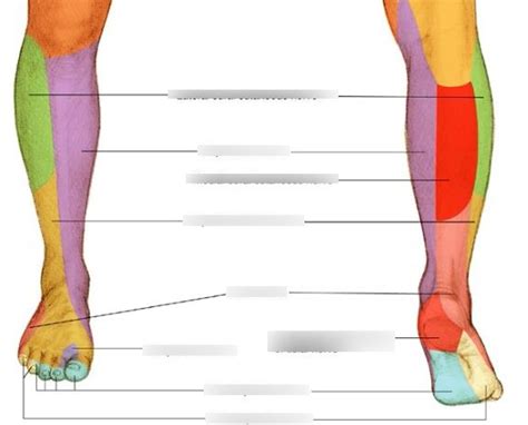 Leg Foot Cutaneous Innervation Diagram Quizlet