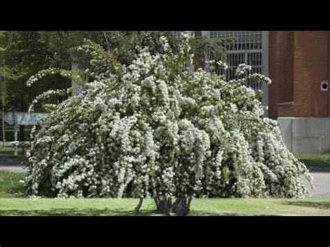 La Clase De Flor De Primaria Naturaleza Ud Clasificamos La Gran