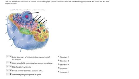 Solved The Cell Is The Basic Unit Of Life A Cellular Chegg