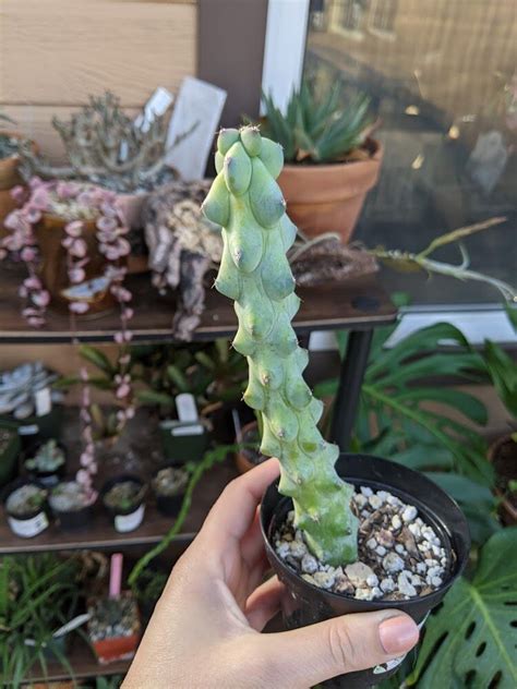 Care Diary The Titty Cactus Or Myrtillocactus Geometrizans Var