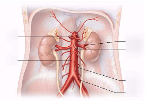 Arteries Of The Abdomen Major Branches Of The Abdominal Aorta Diagram