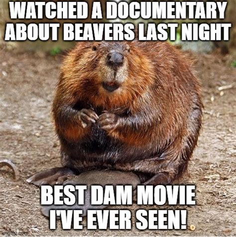 Beaver Film Imgflip