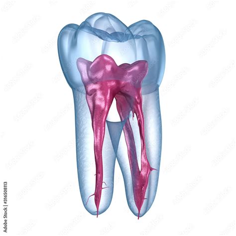 Dental Root Anatomy First Mandibular Molar Tooth Medically Accurate