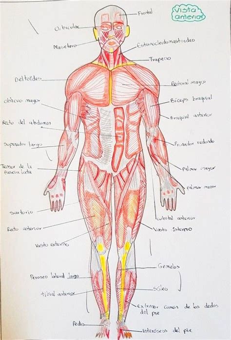 Sistema Muscular Sistema Muscular Dibujo Del Sistema Muscular