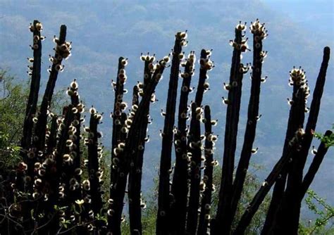 Jalisco A Showcase For Mexicos Wide Biodiversity