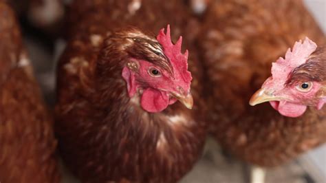 Le Bruit Est Infernal Et Ma Rendue Malade Des Poules Pondeuses Au