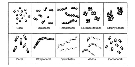 Identify The Following Shapes Of Bacteria