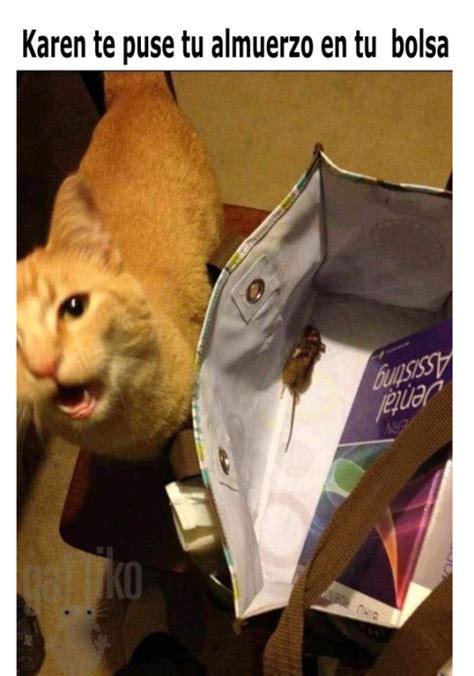 Memes de karen y su gato Segunda parte Memes en Español la mejor