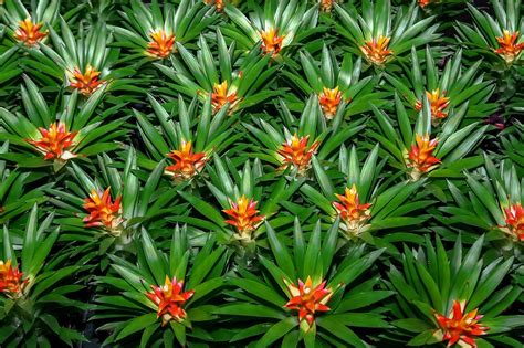 Las 10 Plantas De Aire Más Hermosas Características Y Fotos