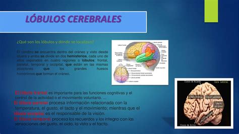 Lóbulos Cerebrales Xiomara Montalvan uDocz
