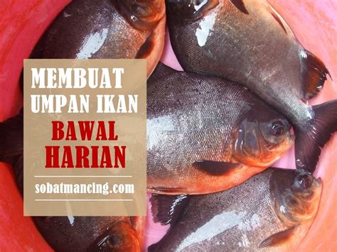 Cara Membuat Umpan Ikan Di Laut Pembahasan Soal