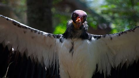 North American Birds Of Prey Identification