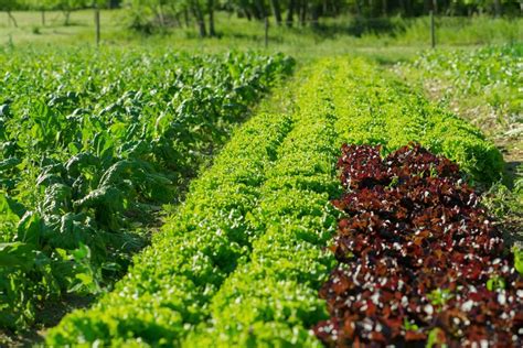 Les Avantages De L Agriculture Biologique Un Monde De Fille
