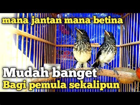 Cara Membedakan Kacer Trotol Jantan Dan Betina Mudah Banget YouTube