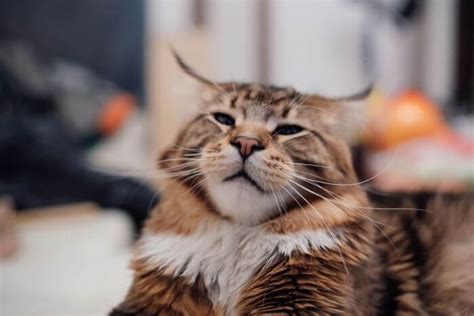 10 Maneiras de saber se seu gato está dor Cats