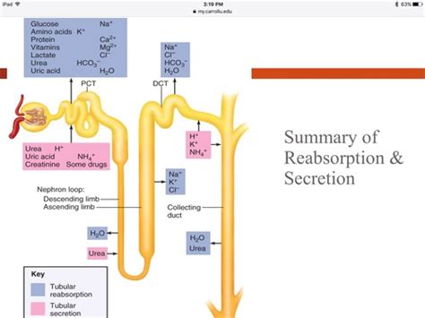 Renal Part II Flashcards Quizlet