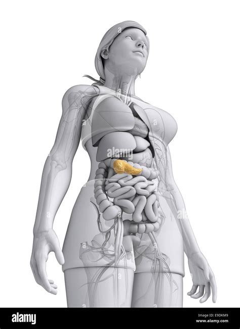 Illustration de l anatomie du pancréas femelle Photo Stock Alamy
