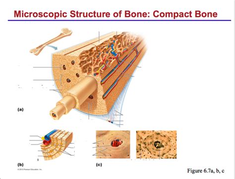 Microscopic Structure Of Compact Bone Diagram Quizlet