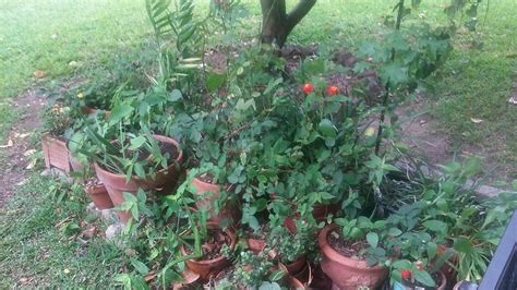 ICYMl Austin Projected As Avid Participant In World Naked Gardening