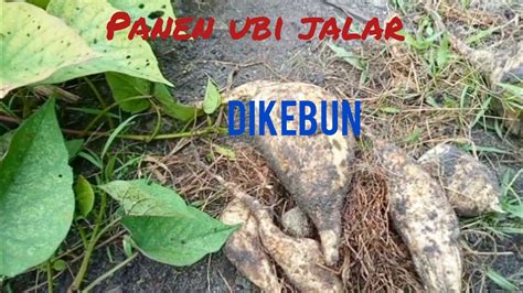 Kembali Ke Kebun Ubi Jalar Ternyata Udah Bisa Dipanen Youtube