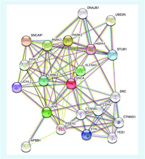 Expanded Protein Protein Interaction Network Of Synuclein Obtained