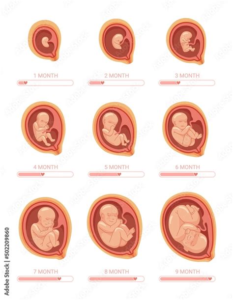 Fetal Stages Stage Growth Embryo Process Fetus Development Months