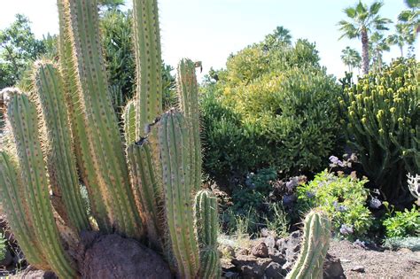 Cactus Desierto Paisaje Foto Gratis En Pixabay Pixabay