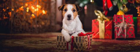 Los veterinarios de España desaconsejan regalar mascotas en Navidad a