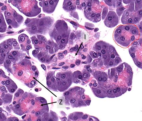 Islets Of Langerhans Histology Pancreas