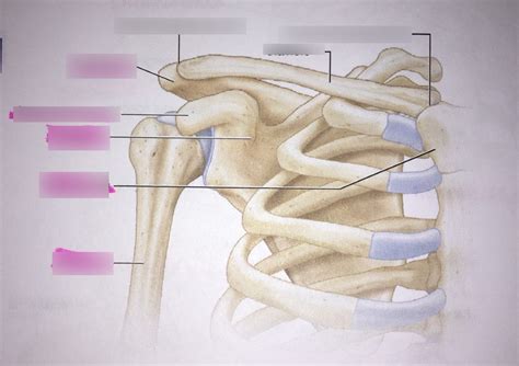 Pectoral Girdle Diagram Quizlet