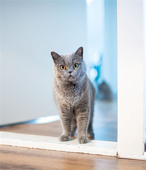Descubre Varios Tipos De Arena Para Tu Gato Gatos Laika Blog
