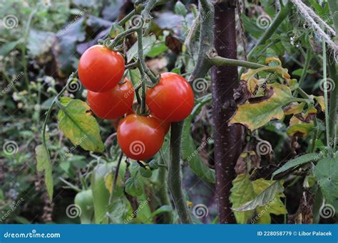 Lycopersicon Esculentum Mill Shrub With Ripening Red Tomatoes Organic