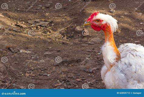 Naked Neck Chicken Transylvanian Stock Photo Image Of Chick Germany