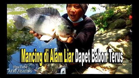 Sabc Afri Fishing Spot Gratis Mancing Ikan Nila Liar Di Sungai Di