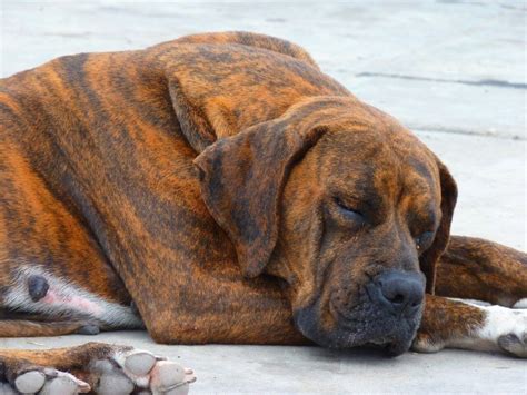 Ra As De Cachorro Mais Perigosas Do Mundo