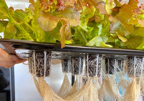 Cómo construir un sistema de cultivo hidropónico casero