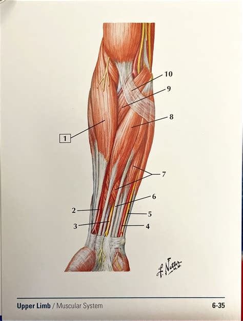 Superficial Anterior Forearm Diagram Quizlet
