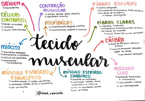 Mapa Mental Do Sistema Muscular Revoeduca