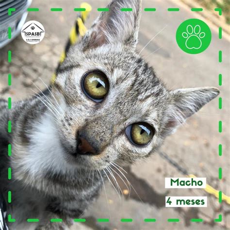 Tivoli Shopping tem mais uma edição da Feira de Adoção de Animais nesta