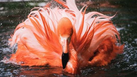 Flamenco dónde viven de qué se alimentan y por qué son rosas