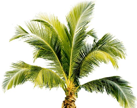 Collection Of Palm Tree Png Pluspng