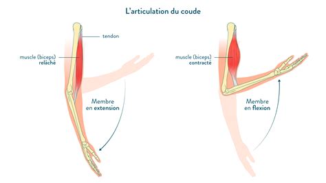 Fonctionnement De L Organisme Lors D Un Effort Musculaire 5eme