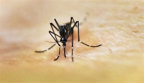 Por qué a algunas personas les pican más los mosquitos Ciencia La