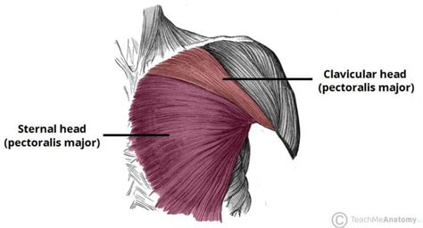The Medial Pectoral Nerve Course Functions Teachmeanatomy