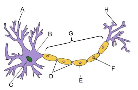 Parts Of A Neuron Diagram Quizlet