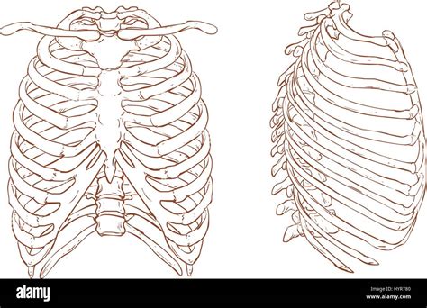 Rib Cage Anatomy Labeled Vector Illustration Diagram Stock Vector